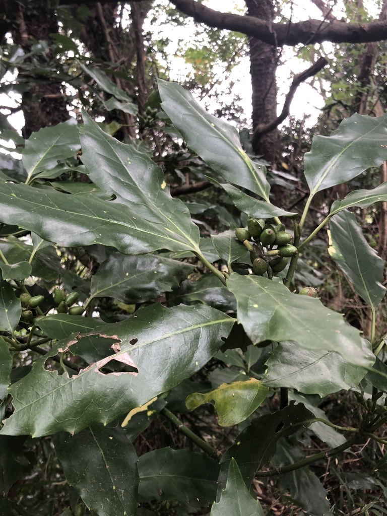 Japanese aucuba from 15-7, Hase 5-Chōme, Kamakura-Shi, Kanagawa, JP on ...