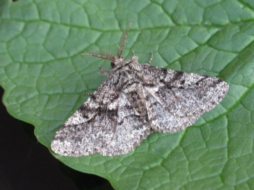 Woolly Gray Moth from Bellbrook, Greene County, OH, USA on April 12 ...