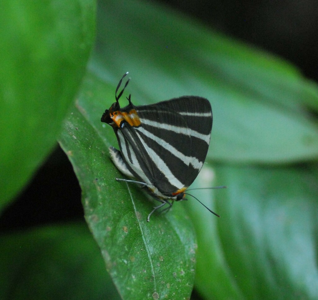 Zebra-striped Hairstreak from San Juan Bautista Valle Nacional, Oaxaca ...