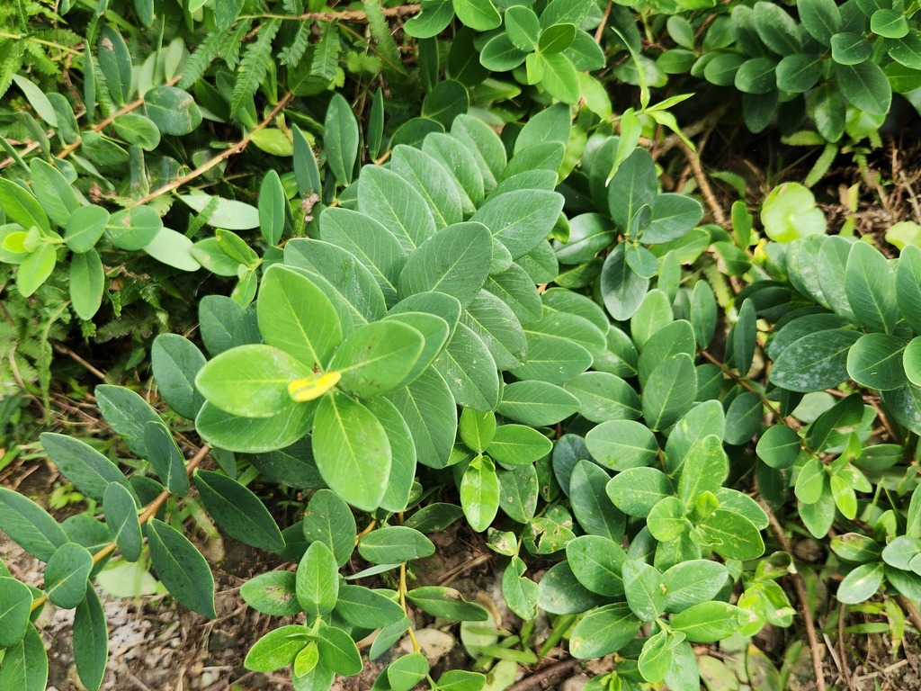 Bootlace Plant from 台灣台東縣 on April 05, 2023 at 11:30 AM by 胡正恆(Jackson ...