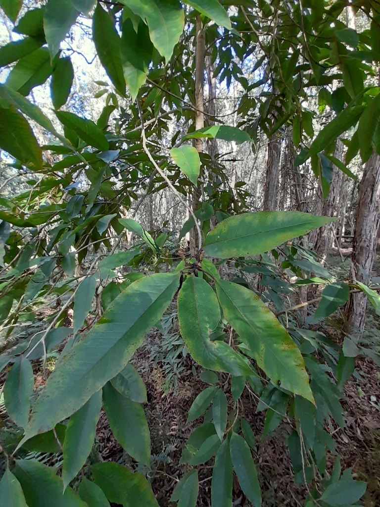 Yellow Jade Orchid Tree from Wamuran on April 13, 2023 at 08:05 AM by ...
