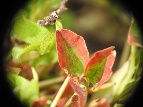 Sbdv Soybean Dwarf Virus · Inaturalist