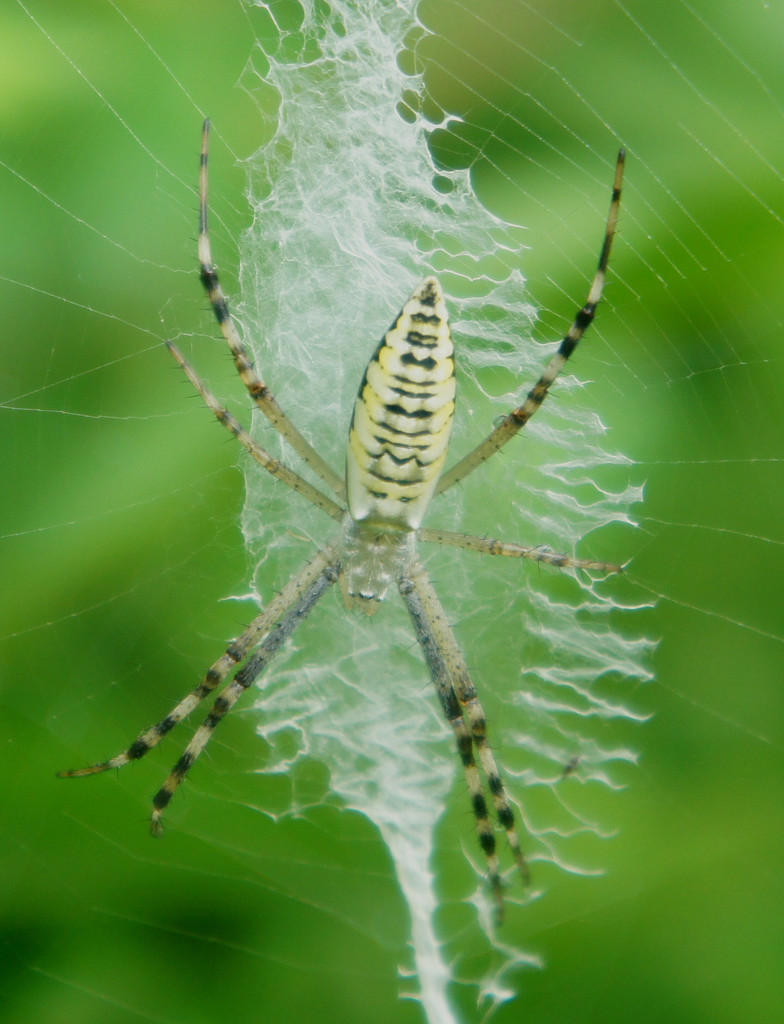 Wasp Spider from Xidi, Anhui Province, China on August 1, 2011 by ...