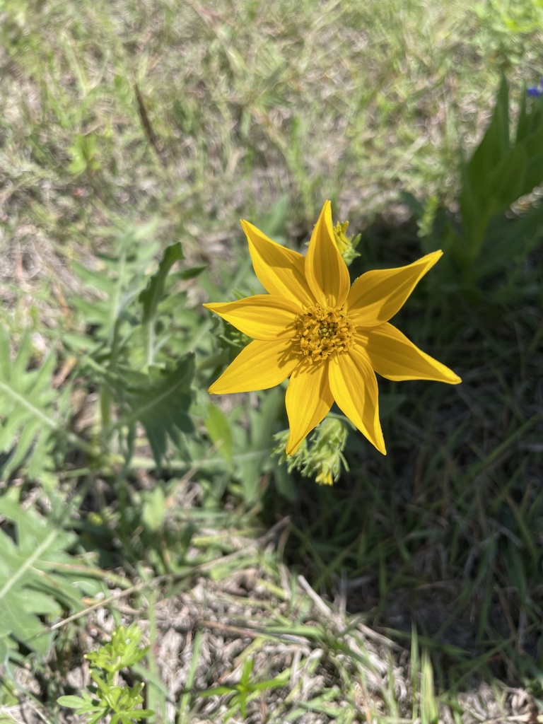 Engelmann daisy from Hagen Ct, Georgetown, TX, US on April 12, 2023 at ...