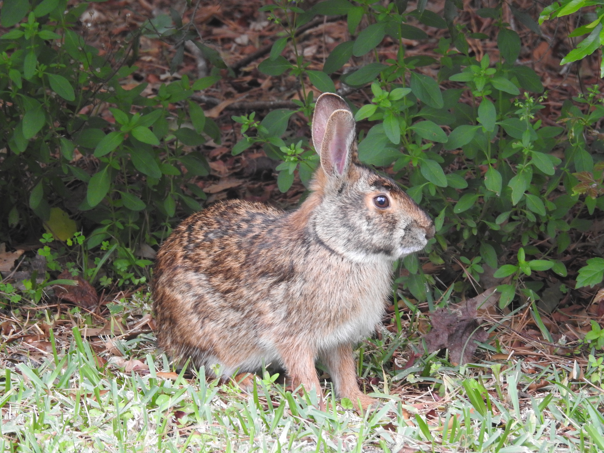 Sylvilagus aquaticus (Bachman, 1837)