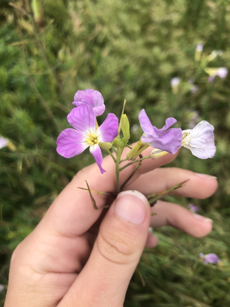 wild radish in April 2023 by mostbittern · iNaturalist