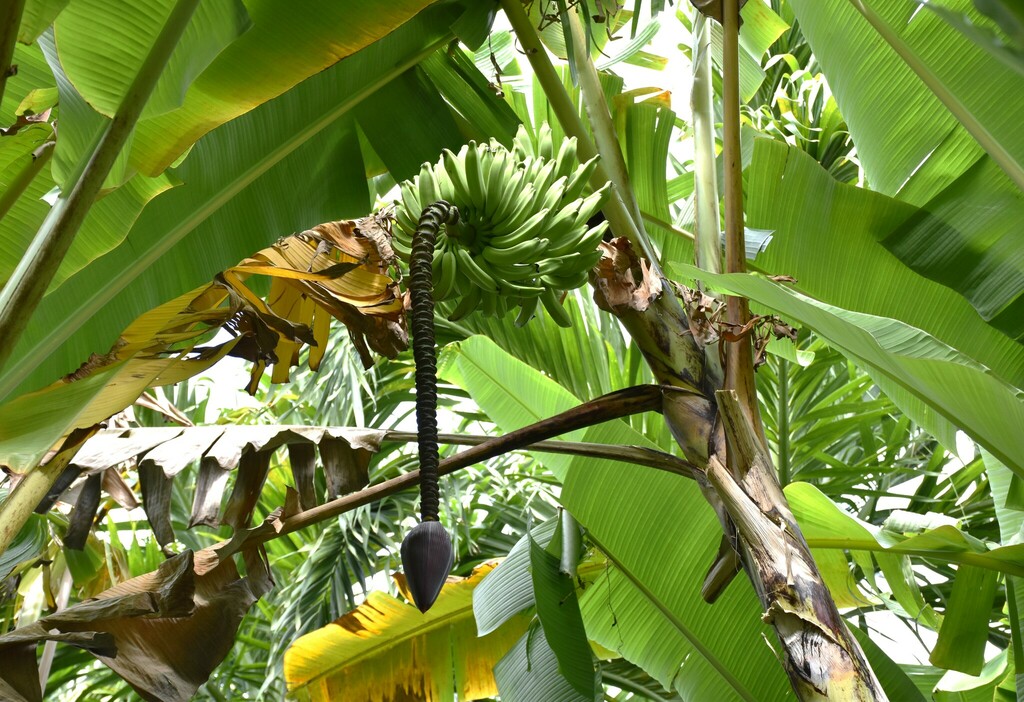 Plantain from Key West, FL 33040, USA on December 8, 2020 at 12:37 PM ...