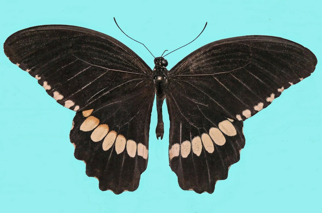 Common Mormon Swallowtail from Kapatagan (Rizal), Davao del Sur ...