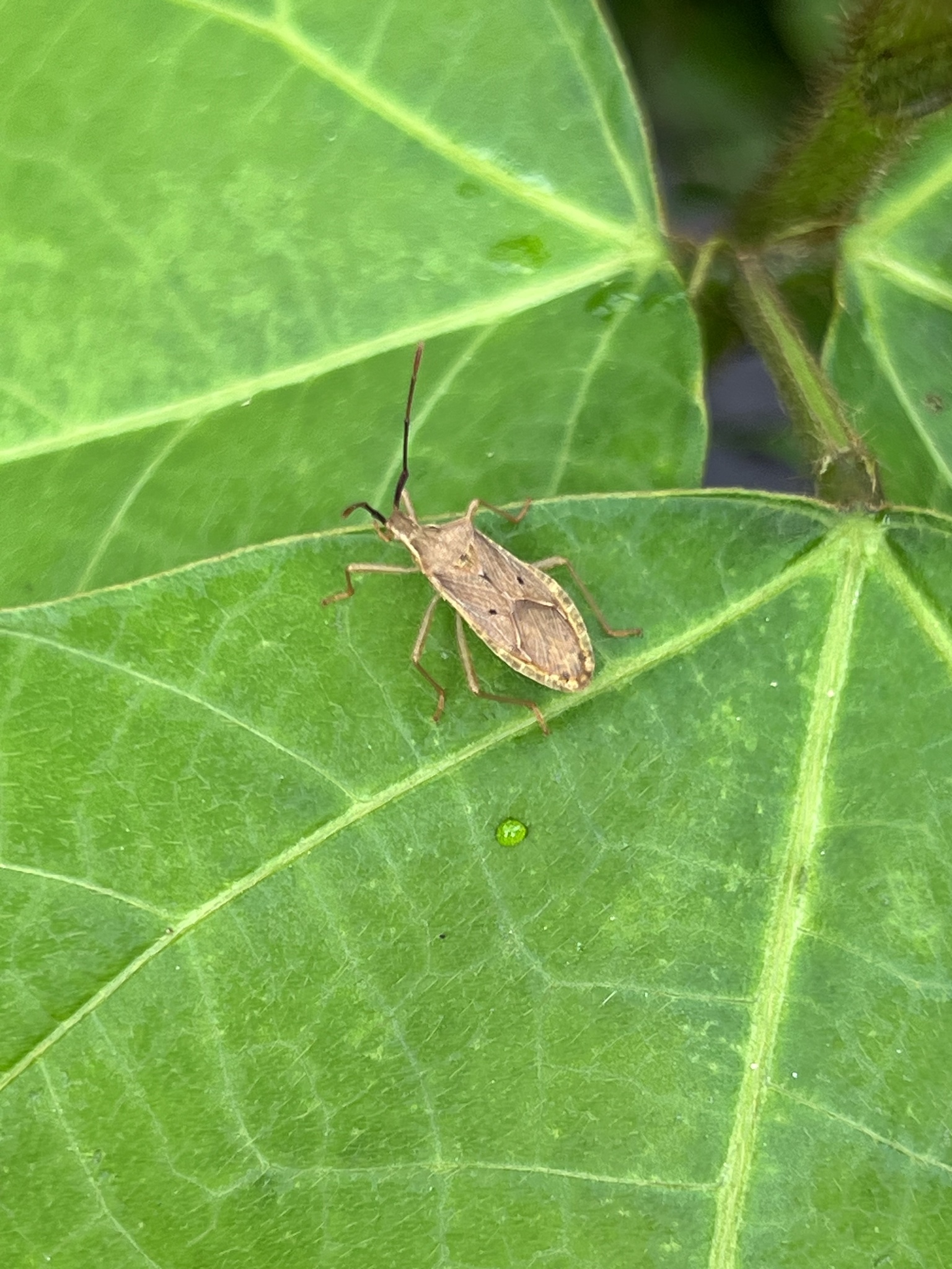 Homoeocerus Burmeister, 1835