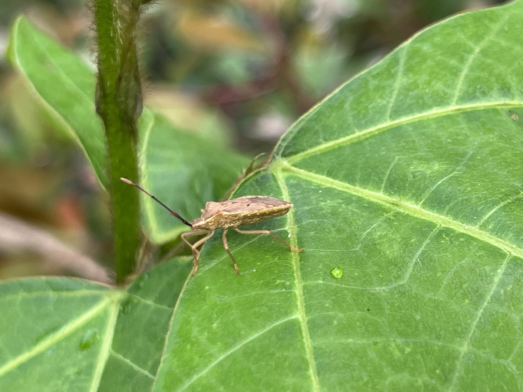 Homoeocerus Burmeister, 1835