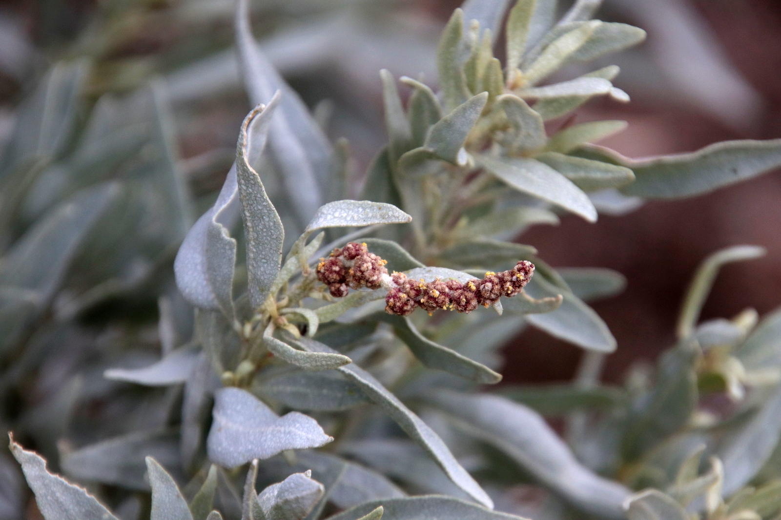 Atriplex cinerea Poir.