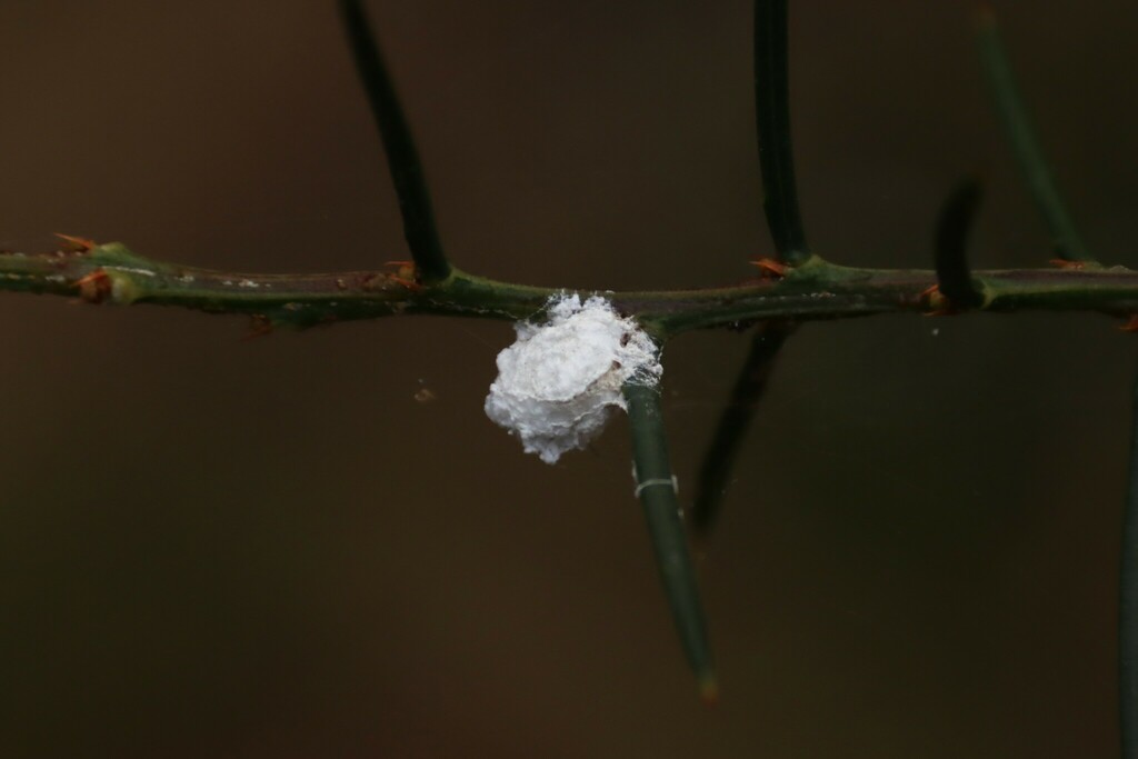 Felt Scales from Flora Hill VIC 3550, Australia on April 10, 2023 at 08 ...