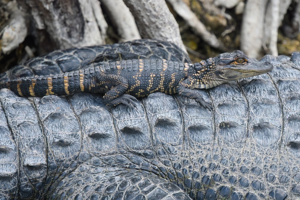 American Alligator in March 2023 by edporopat · iNaturalist