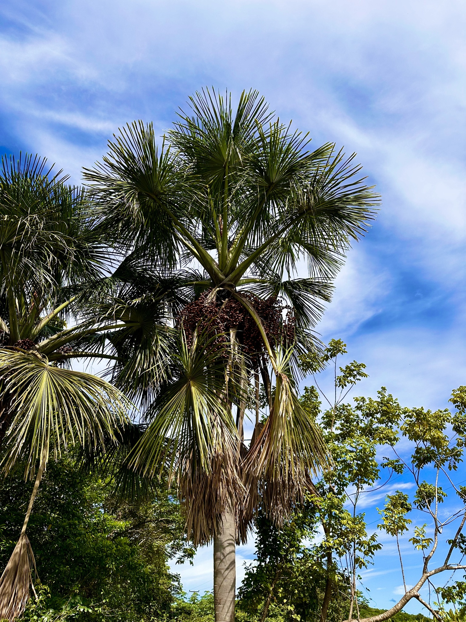 Mauritia flexuosa L.f.