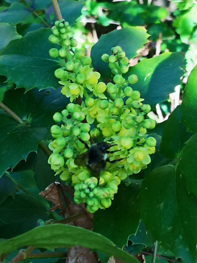 Sitka Bumble Bee from Victoria, BC V8X 2C4, Canada on April 12, 2023 at ...