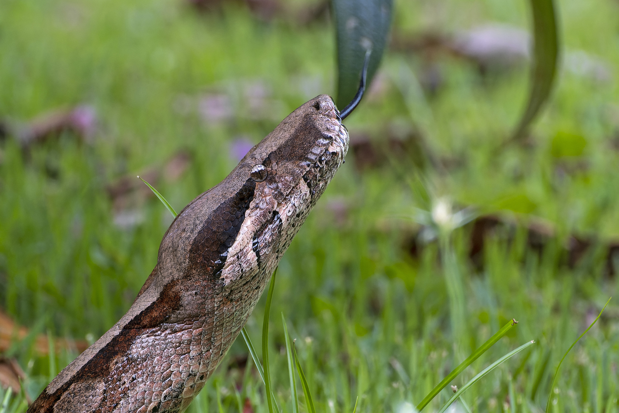 Boa constrictor Linnaeus, 1758