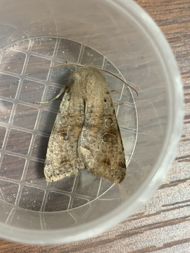 Speckled Green Fruitworm Moth from Bear Hill Rd, Grantsville, MD, US on ...