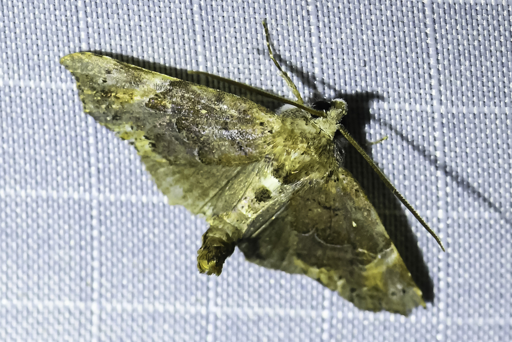 Tamba from Fraser's Hill, Pahang, Malaysia on November 26, 2022 at 11: ...