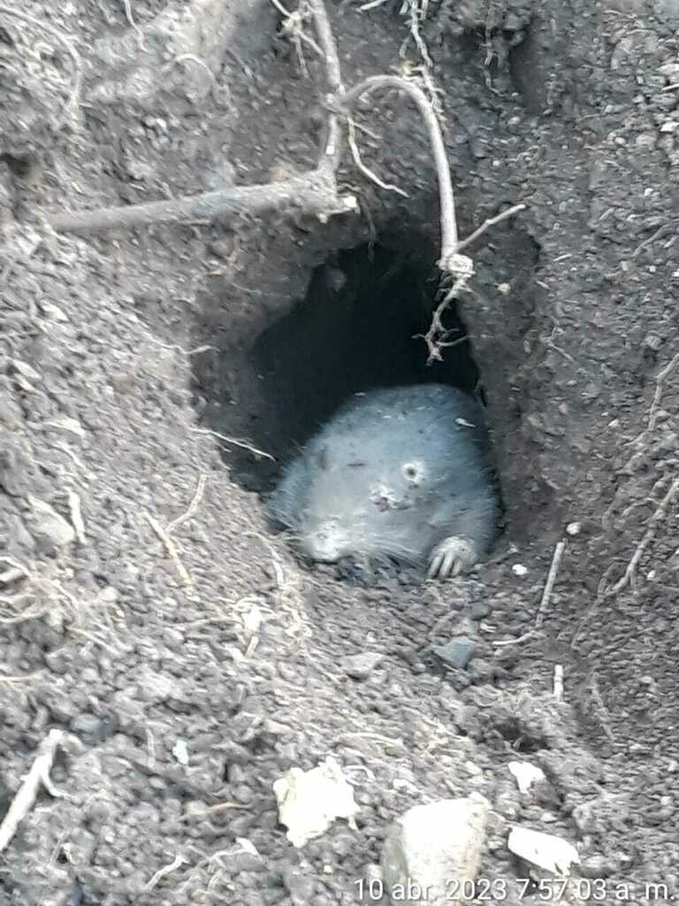 Giant Pocket Gopher from Refugio de Vida Silvestre Corralitos on April ...