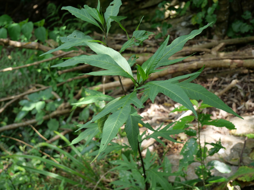 kangaroo-apple from Rangihaeata 7182, New Zealand on January 03, 2022 ...