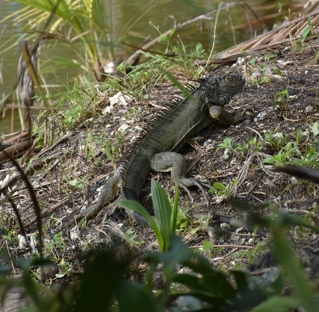 Green Iguana from Miami-Dade County, FL, USA on December 16, 2020 at 04 ...