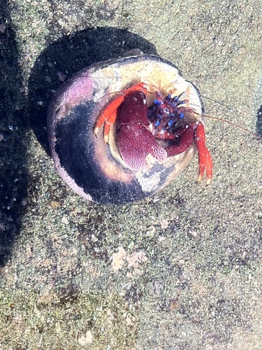 Observations by constanzavaldebenito · iNaturalist