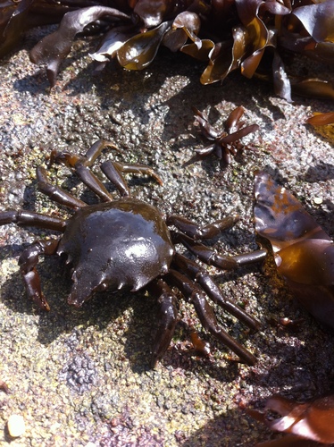 Observations by constanzavaldebenito · iNaturalist