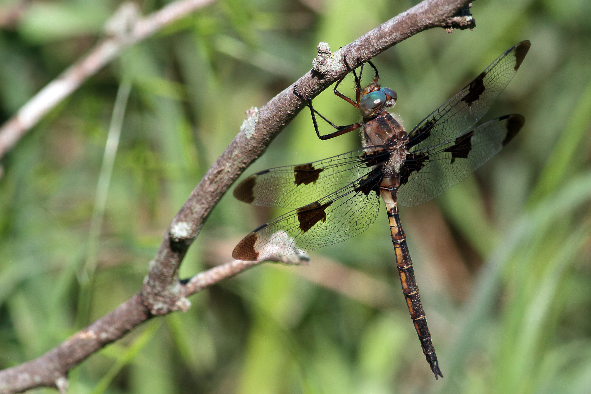 Epitheca princeps Hagen, 1861