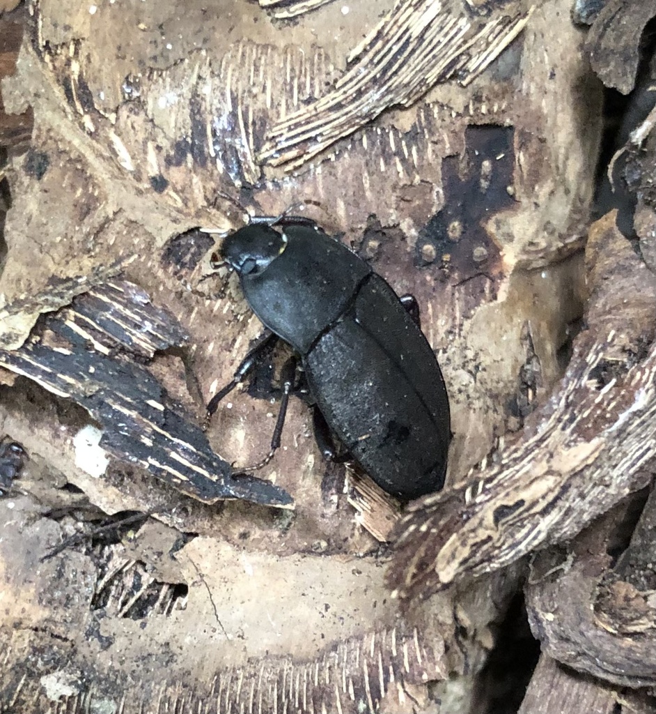 False Wireworms from Bushy Park Tarapuruhi, Whanganui, Manawatū ...
