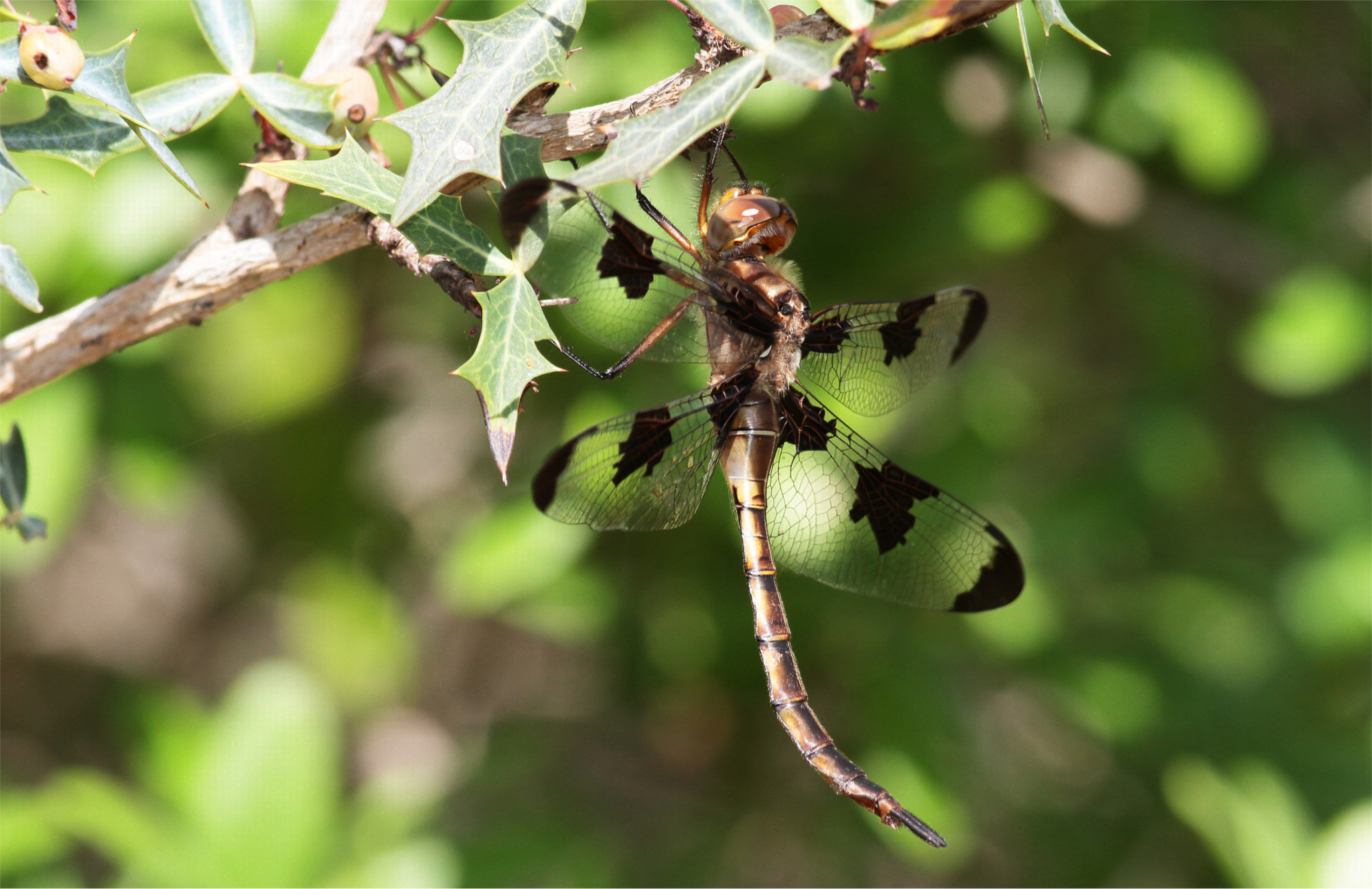 Epitheca princeps Hagen, 1861