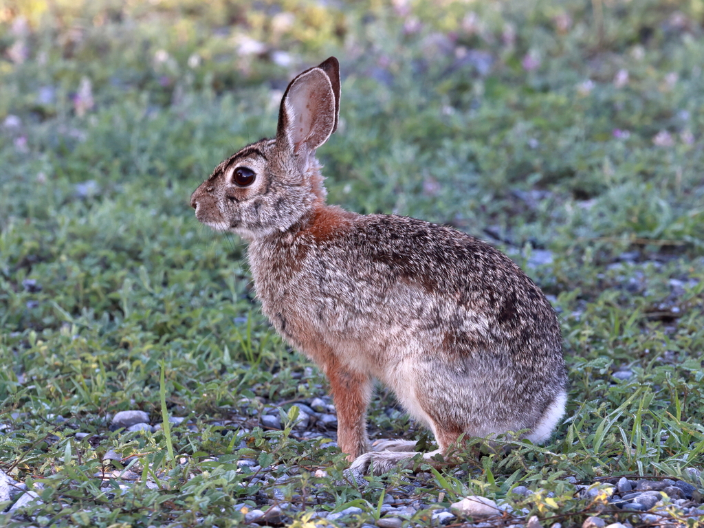 Desert Cottontail from Bustamante, N.L., México on April 12, 2023 at 07 ...