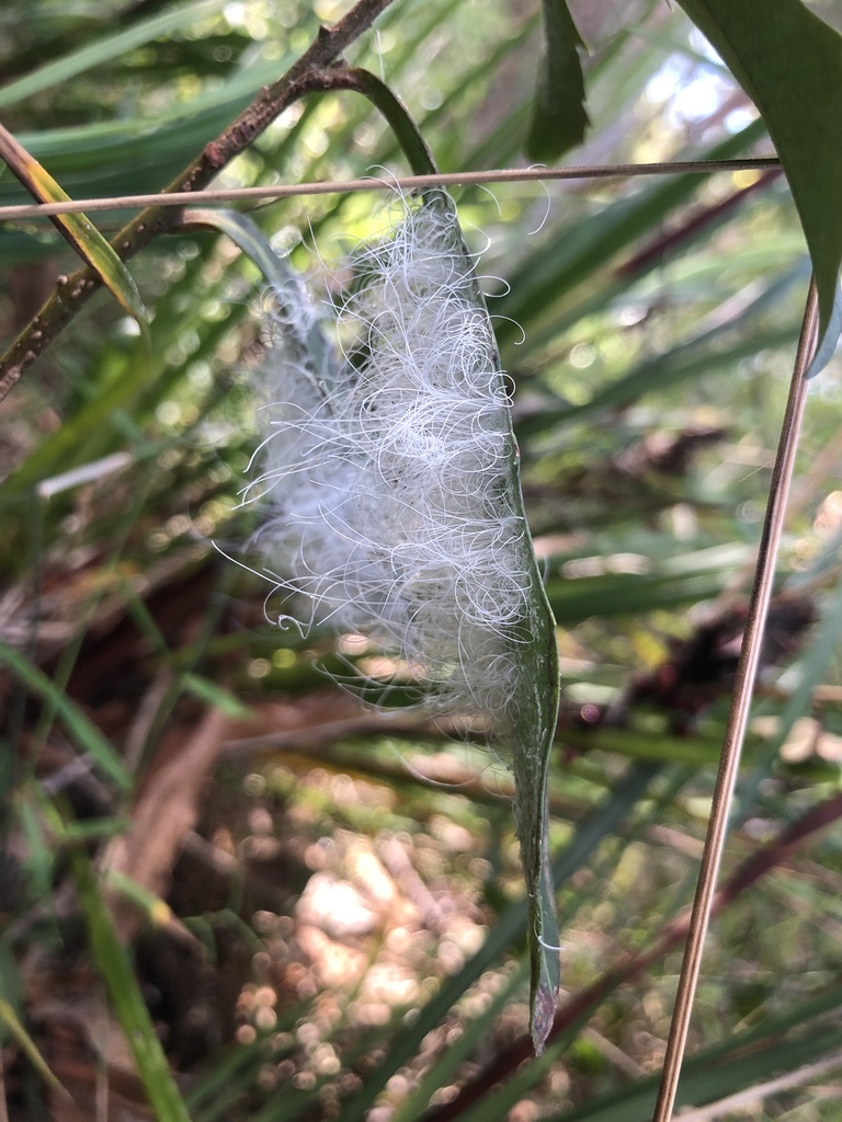 Aleuroctarthrus destructor from Woolgoolga, NSW, AU on April 13, 2023 ...