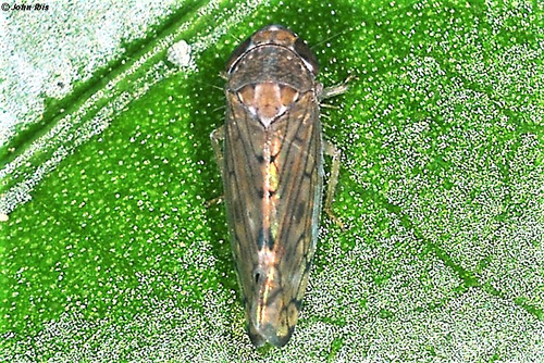 Genus Lineana · iNaturalist