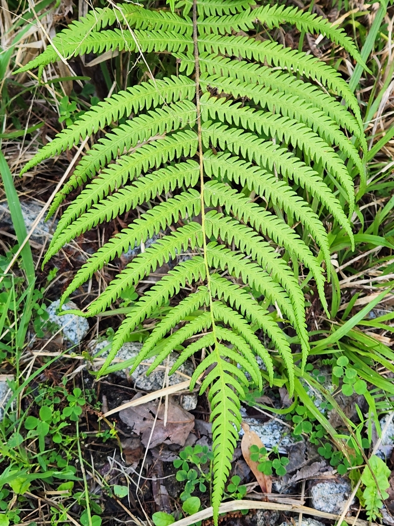 Widespread Maiden Fern from Hollywood, SC, USA on April 10, 2023 at 08: ...