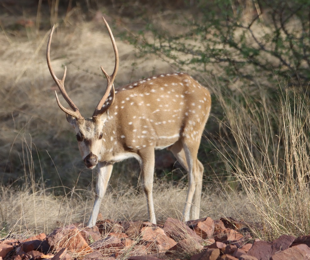 Indian Spotted Deer from Ranthambhore Fort, Rajasthan, India on April 4 ...