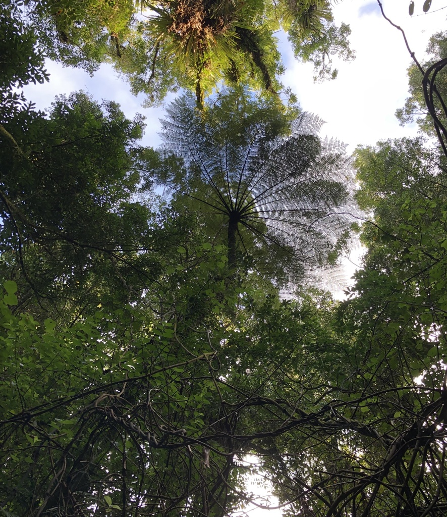 slender tree fern from Bushy Park Tarapuruhi, Whanganui, Manawatū ...