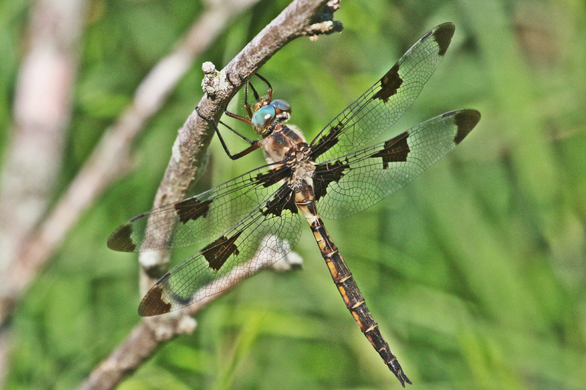 Epitheca princeps Hagen, 1861