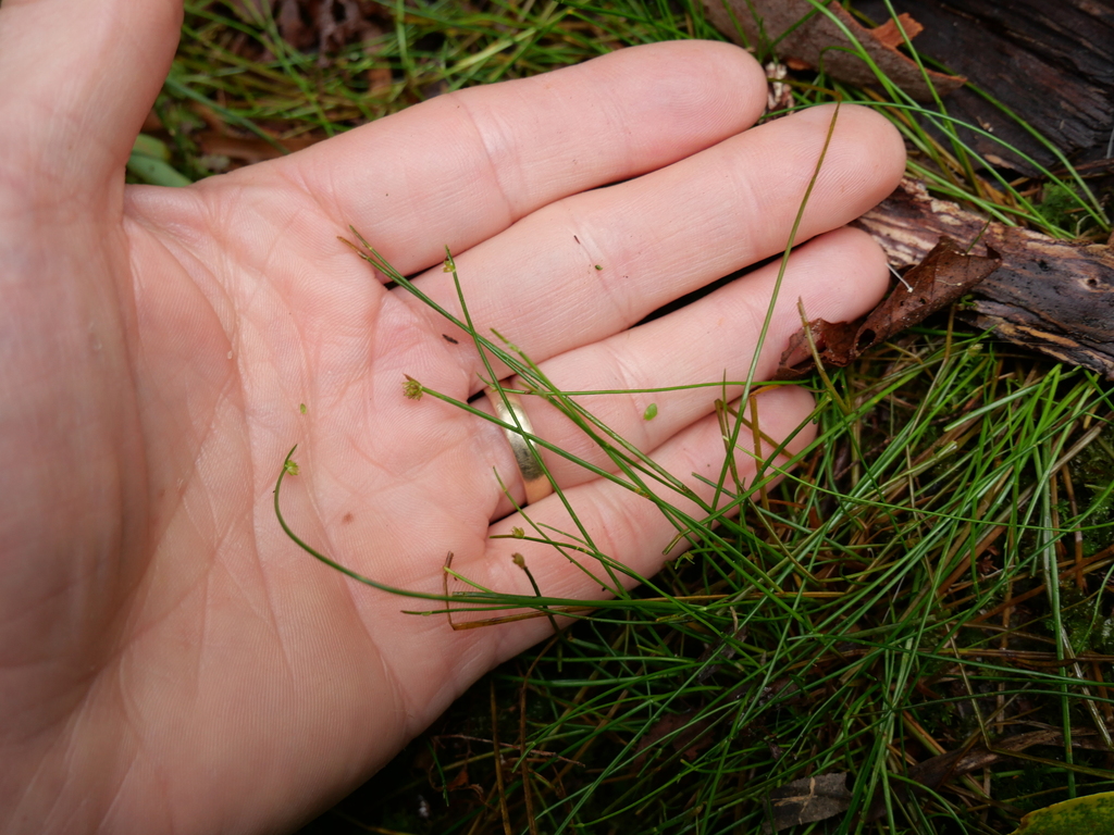 Isolepis from Rangihaeata 7182, New Zealand on April 06, 2023 at 09:12 ...