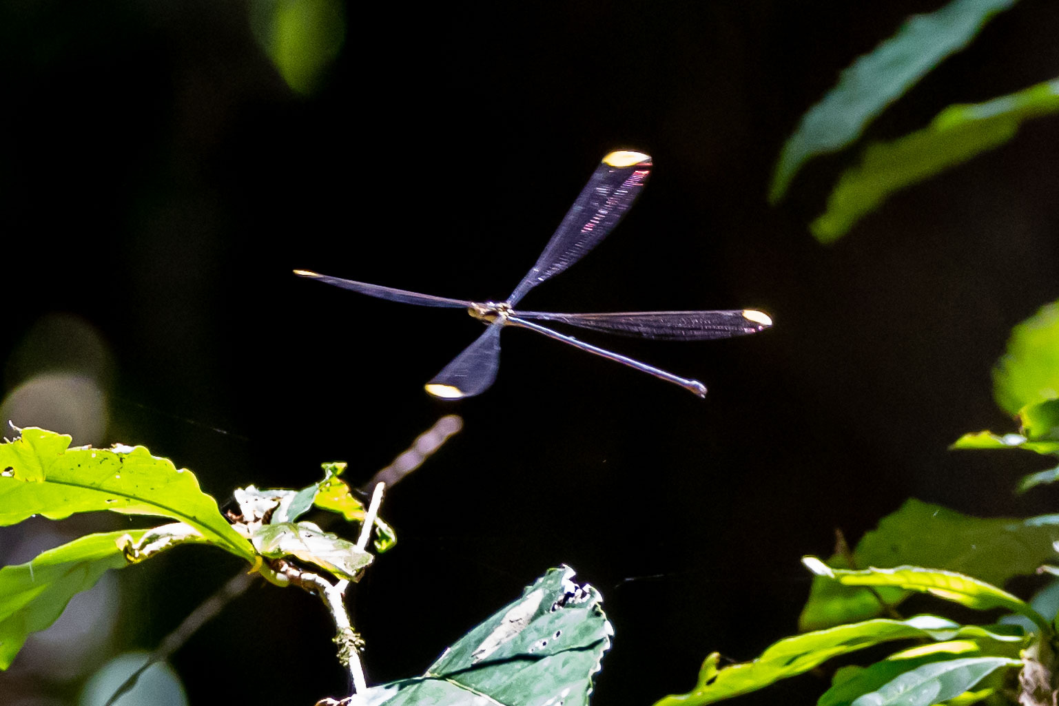 Mecistogaster ornata Rambur, 1842