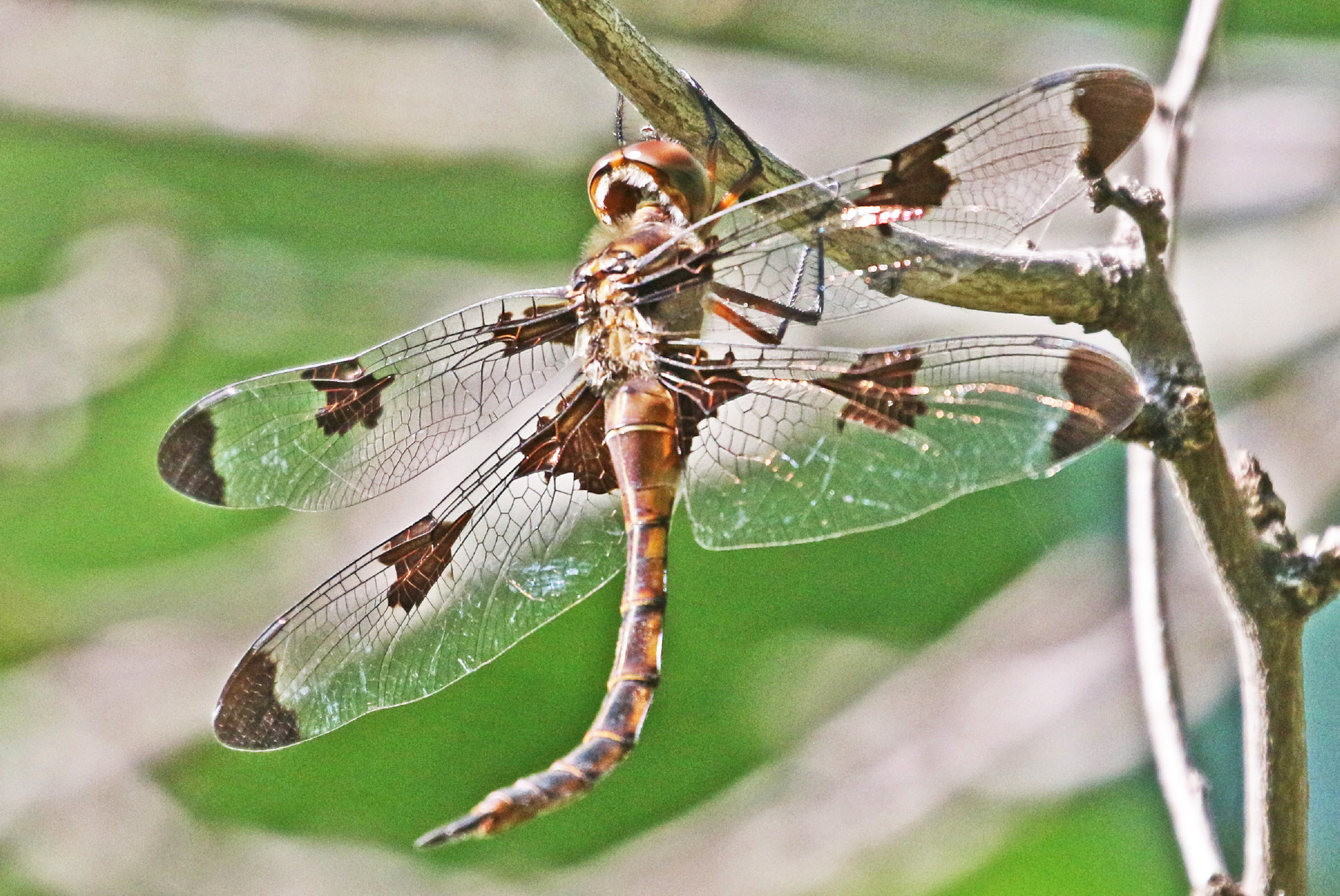 Epitheca princeps Hagen, 1861