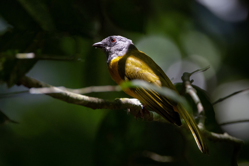 Gray-headed Tanager from Puntarenas Province, Costa Rica on March 29 ...