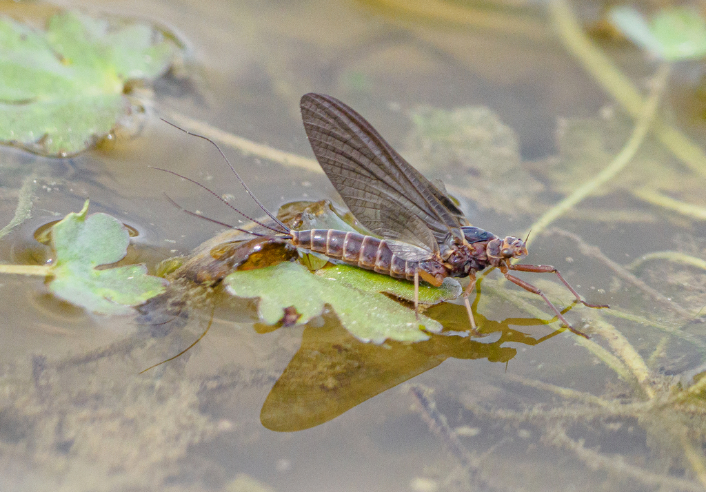 Early Brown Spinner from Coshocton County, OH, USA on April 07, 2023 at ...