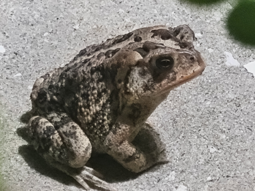 Southern Toad in April 2023 by pieces71 · iNaturalist