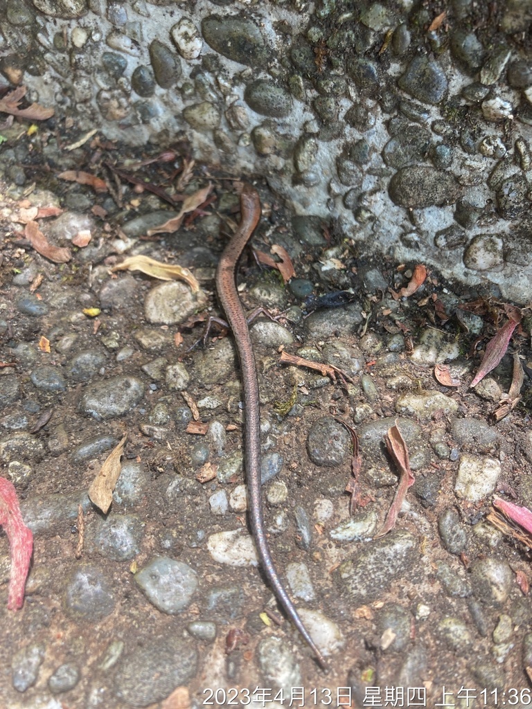 Taiwan Alpine Skink from Xueshan Road, 和平區, TW on April 13, 2023 at 11: ...