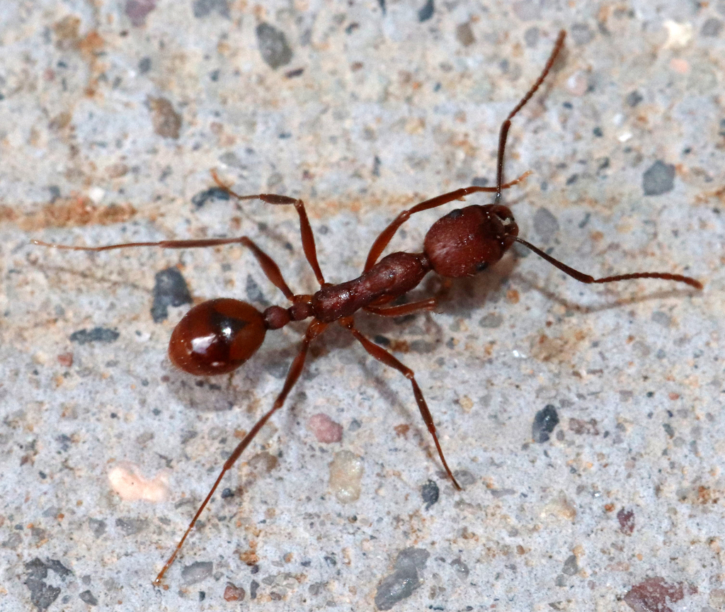 Collared Ants from Lubbock Lake Landmark, Lubbock, TX, USA on April 09 ...