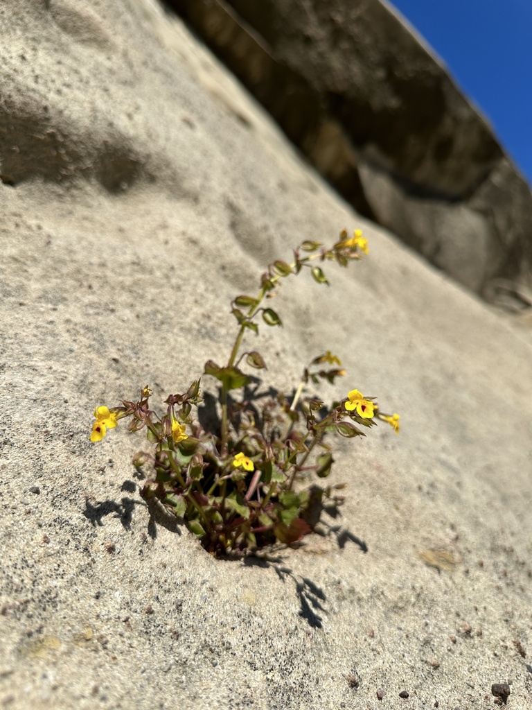 shy monkeyflower from Monterey, California, United States on April 9 ...