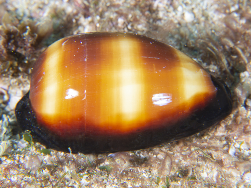 Mole Cowrie from North West Solitary Island, Australia on April 12 ...