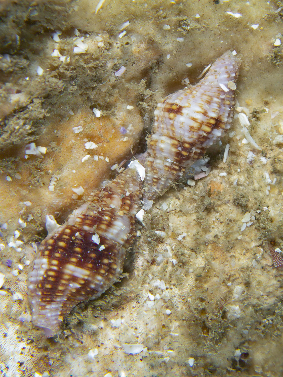 Prodotia iostoma (Gray, 1833)