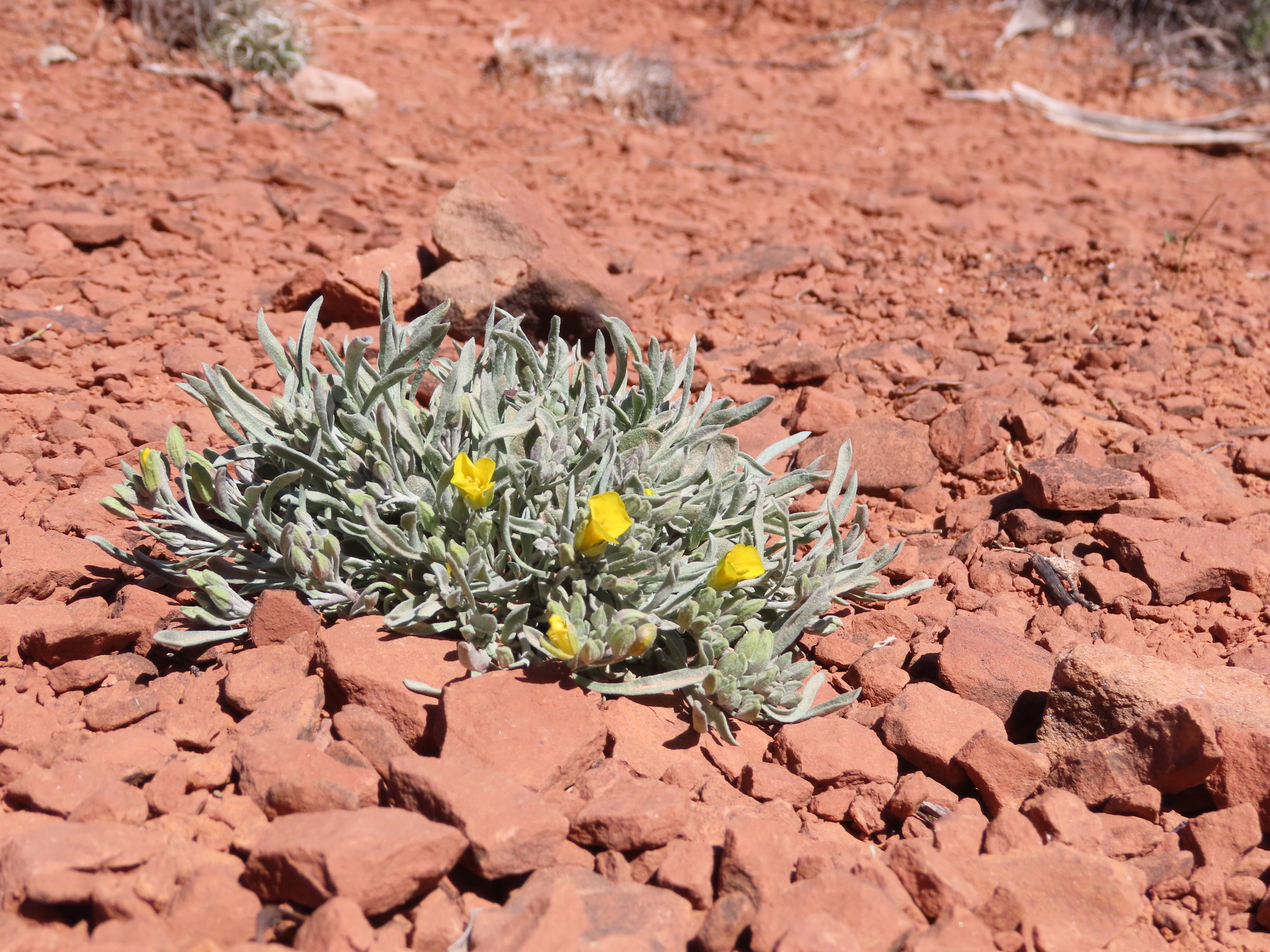 Physaria gordonii (A.Gray) O'Kane & Al-Shehbaz
