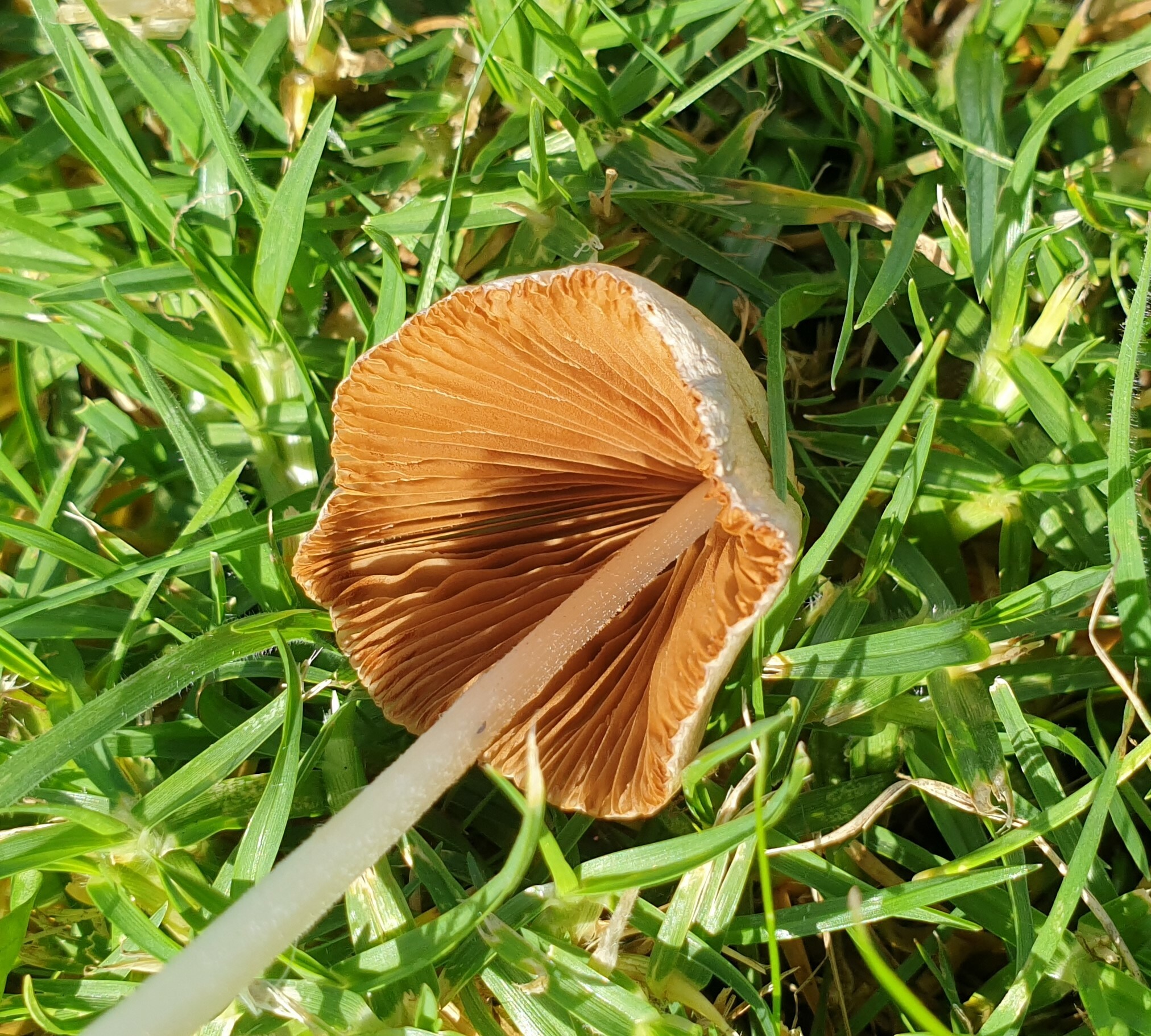 Conocybe apala (Fr.) Arnolds
